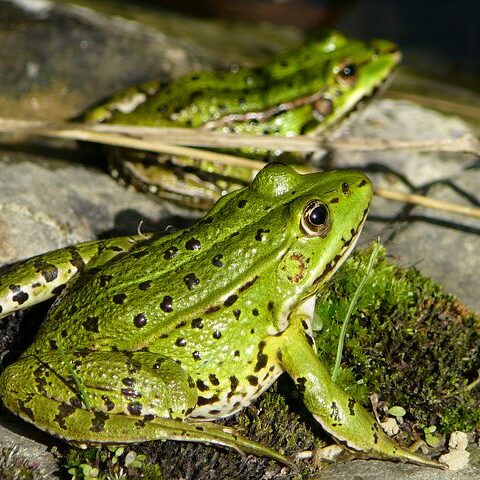 The Optimistic Frog - Bulletin Digest