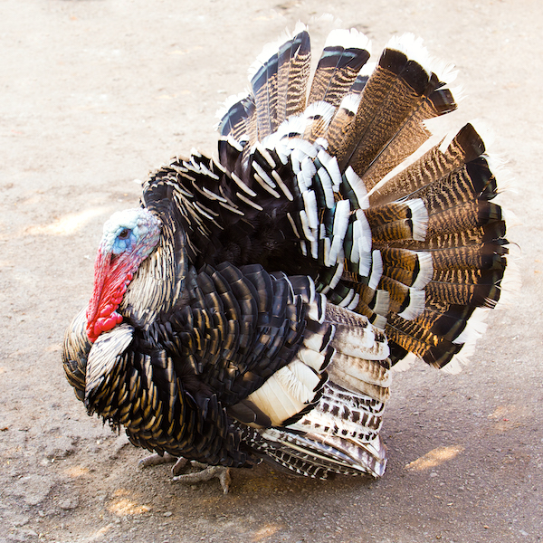 Thanksgiving Archives - Bulletin Digest