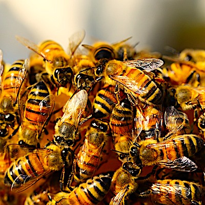 The Cumulative Weight of Bees? - Bulletin Digest