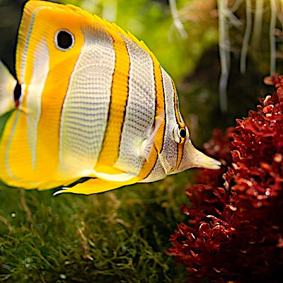 Have You Seen the Sea? - Bulletin Digest