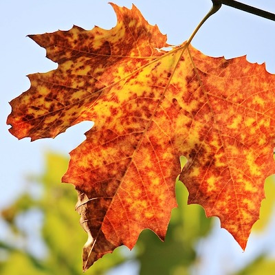 The Dying Leaf - Bulletin Digest