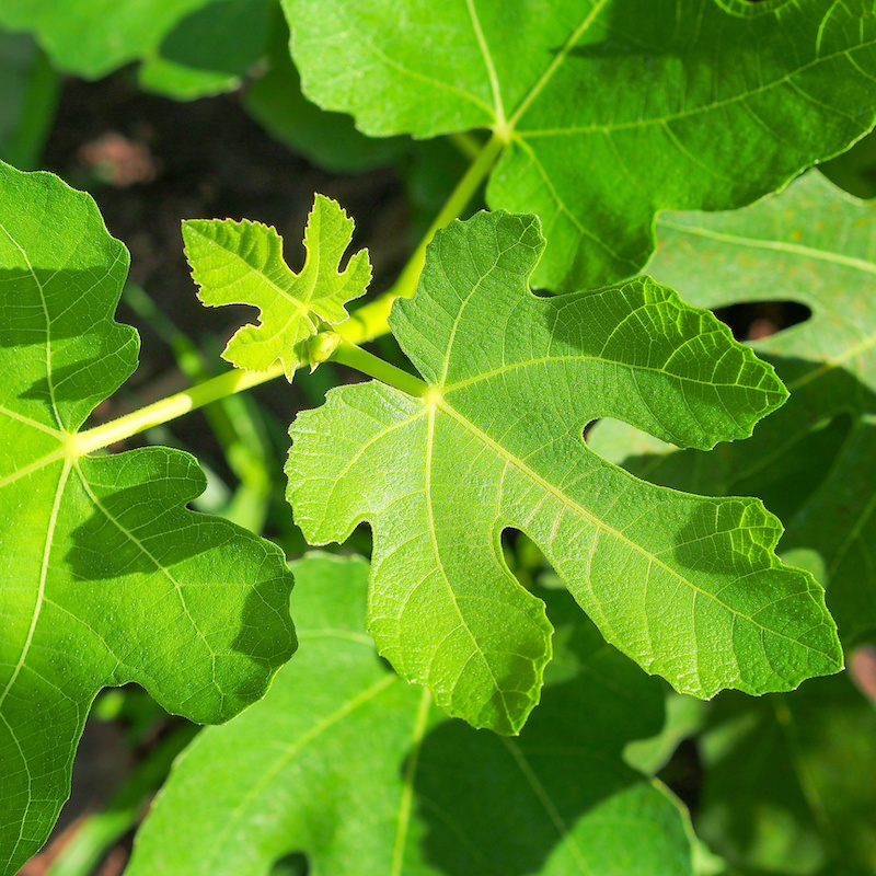 Bearing Fruit - Bulletin Digest