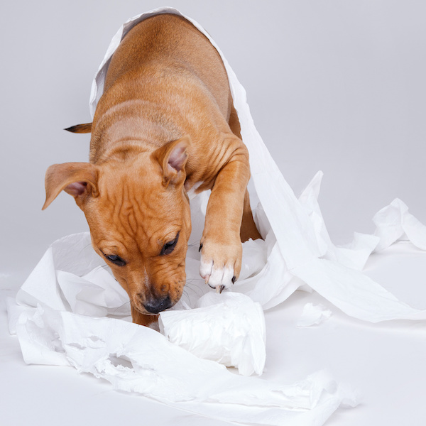 Special Dog - Bulletin Digest